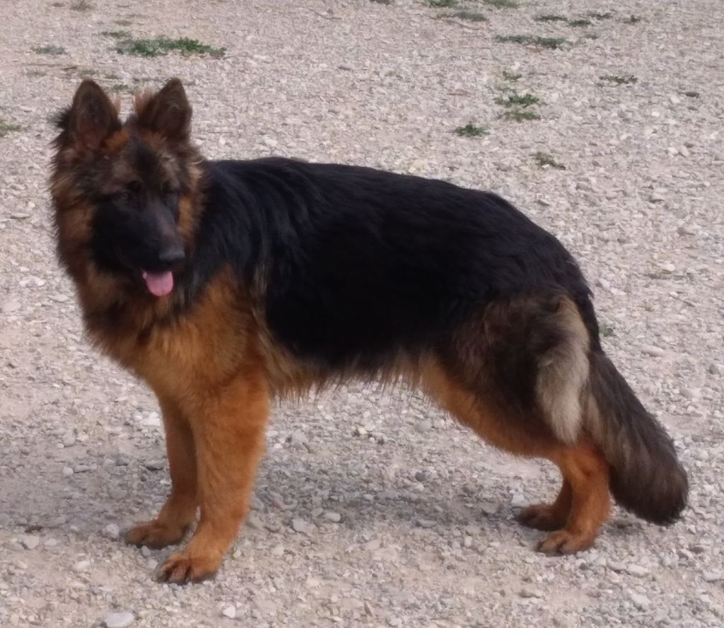 Chien - Phanny Du Val Des Grands Sacres - Elevage Du Val Des Grands ...